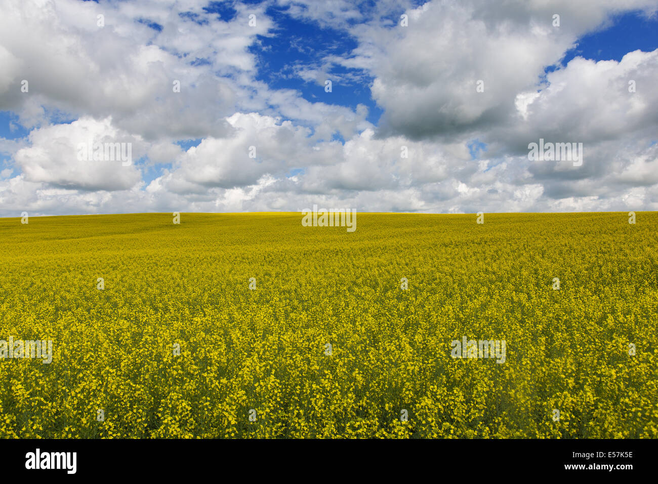 Field shots hi-res stock photography and images - Alamy