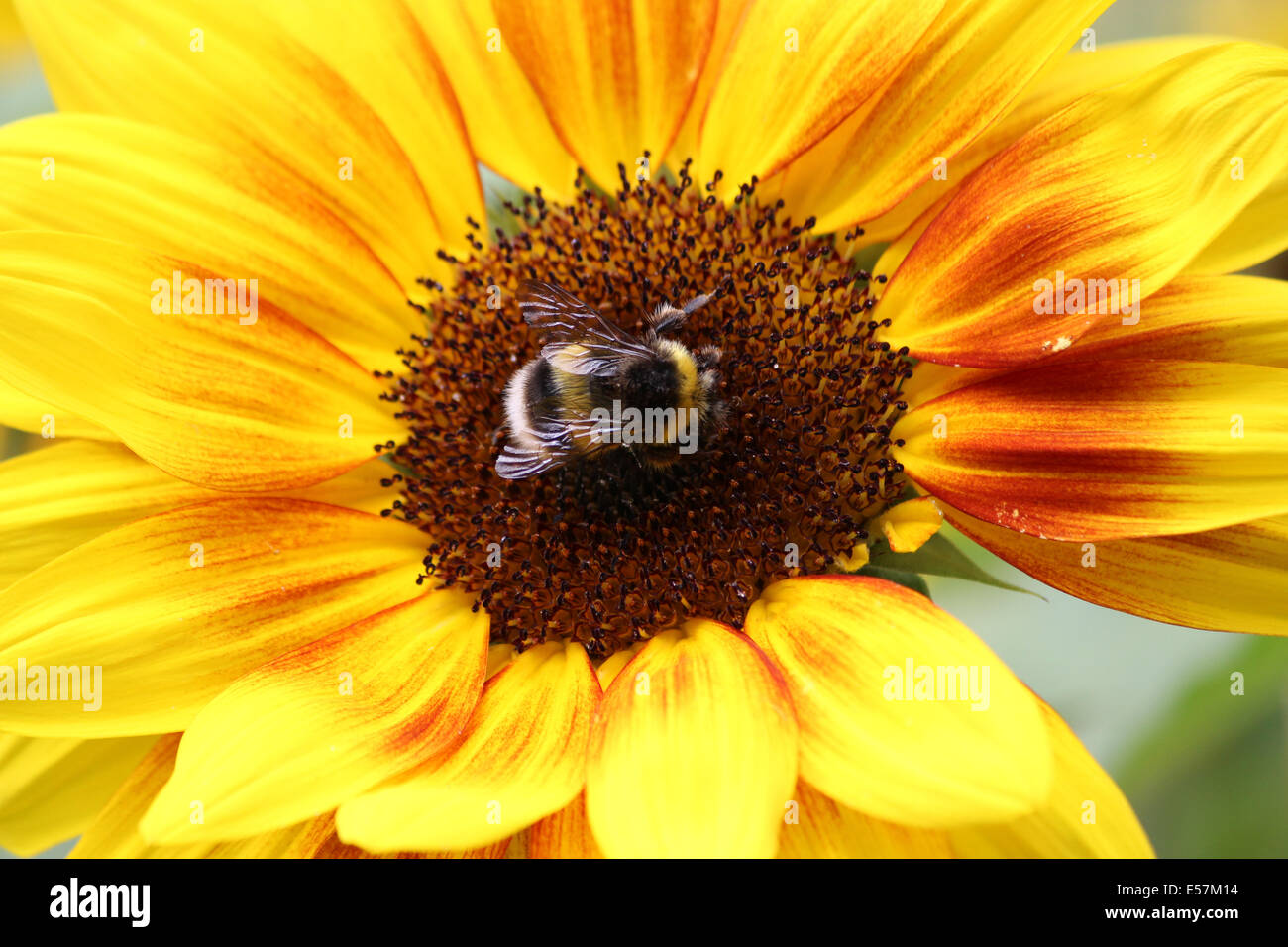 Bee on Sunflower Stock Photo - Alamy