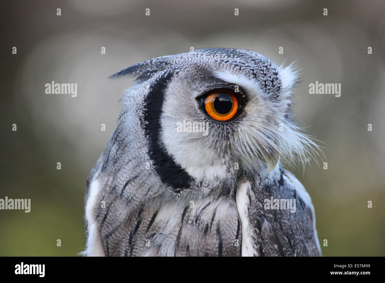 Skops hi-res stock photography and images - Alamy