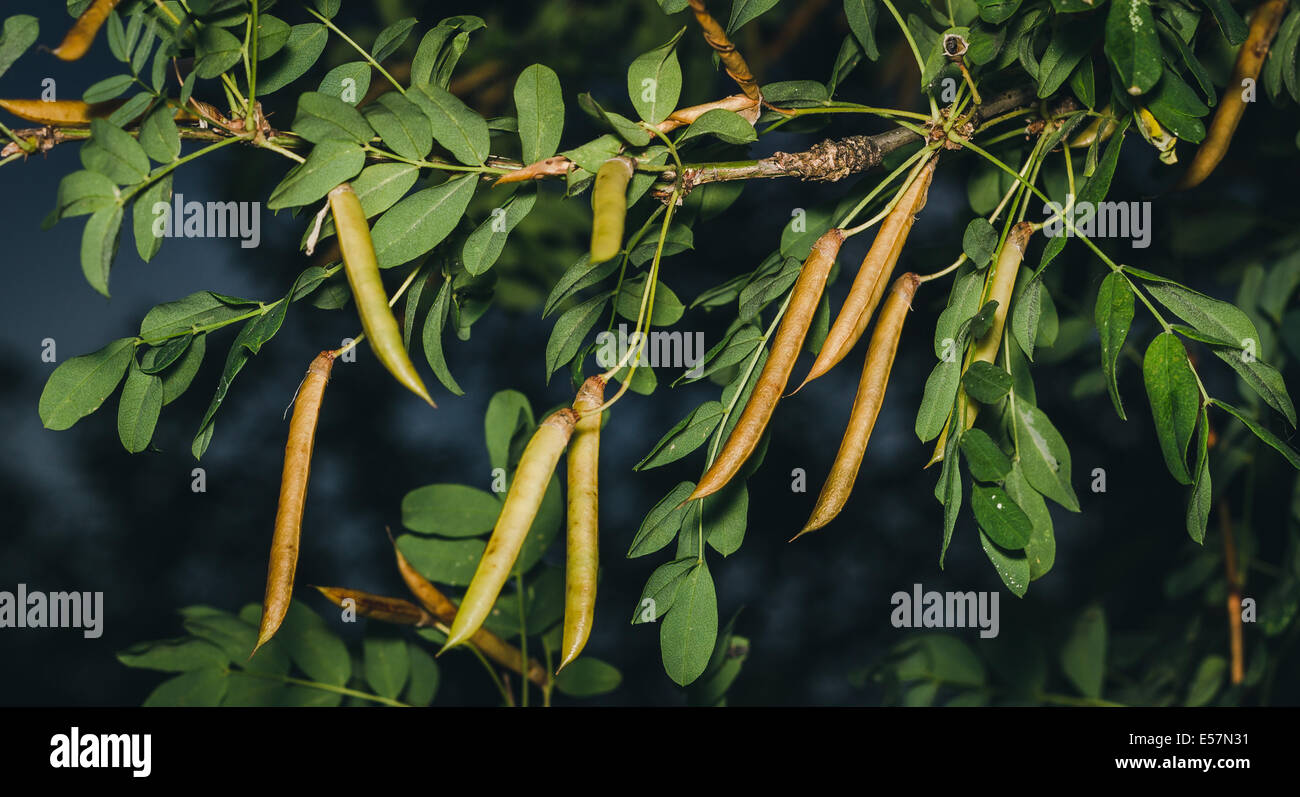 Caragana tree, yellow acacia, Caragana arborescens Stock Photo - Alamy