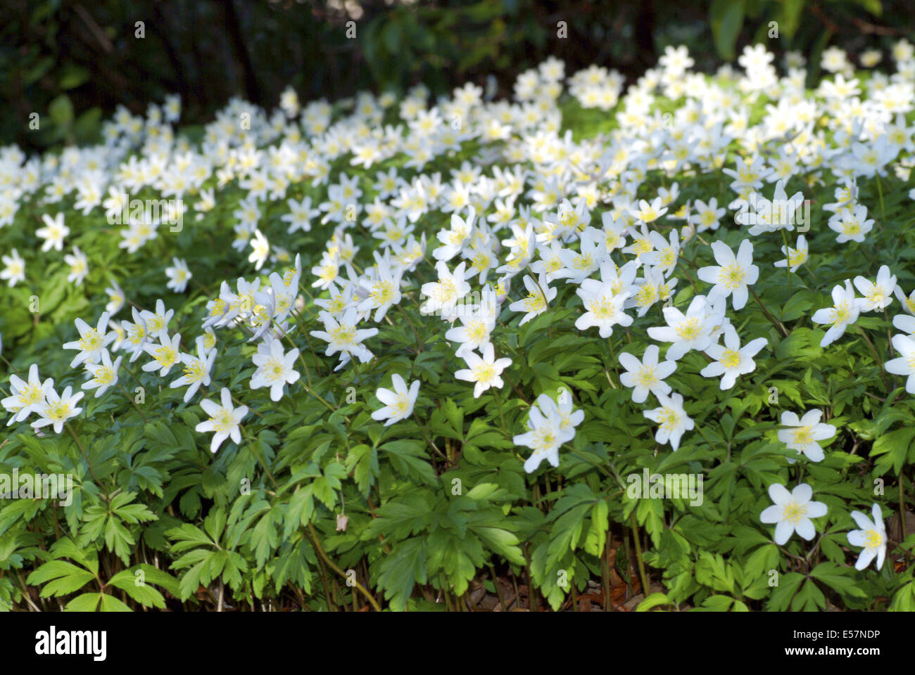 wood anemone, anemone nemorosa Stock Photo - Alamy