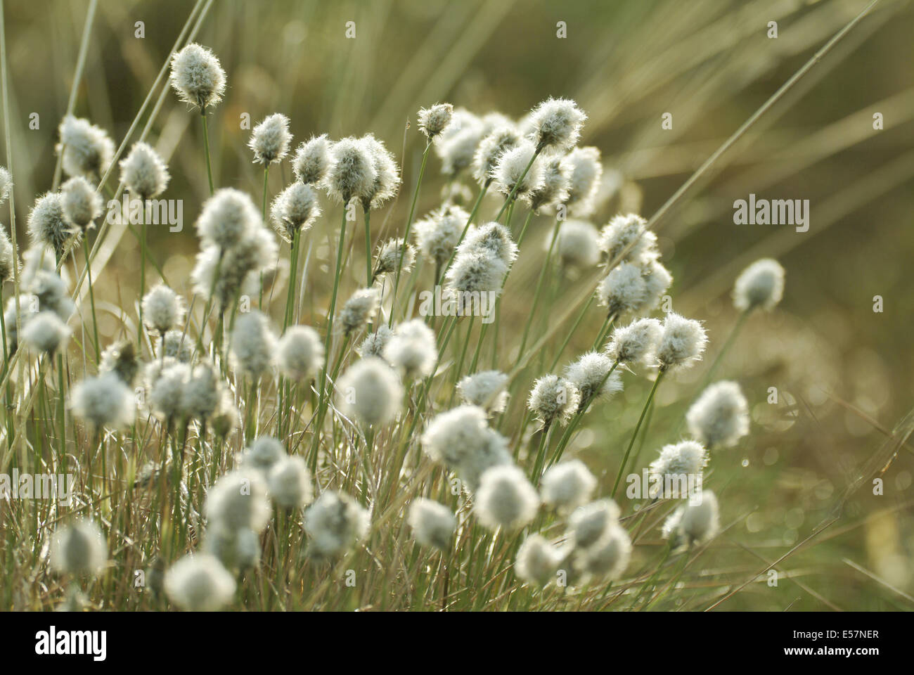 hare's-tail cottongrass, eriophorum vaginatum Stock Photo - Alamy
