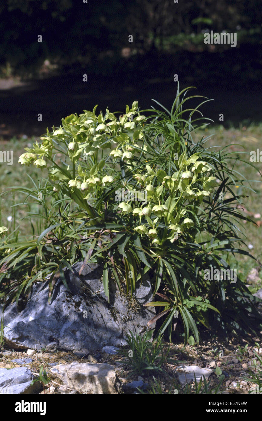 stinking hellebore, helleborus foetidus Stock Photo - Alamy