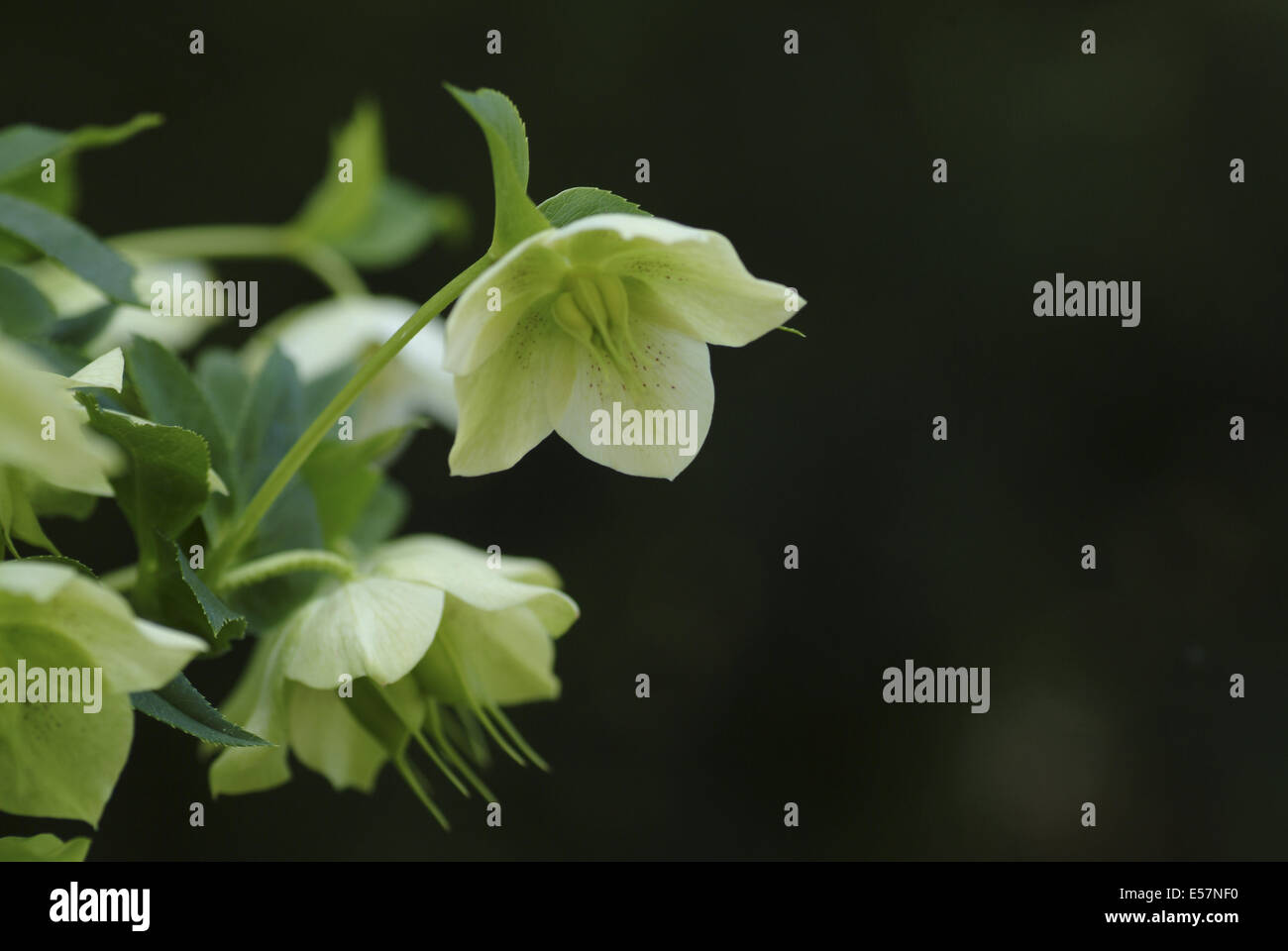Lenten roses hi-res stock photography and images - Alamy