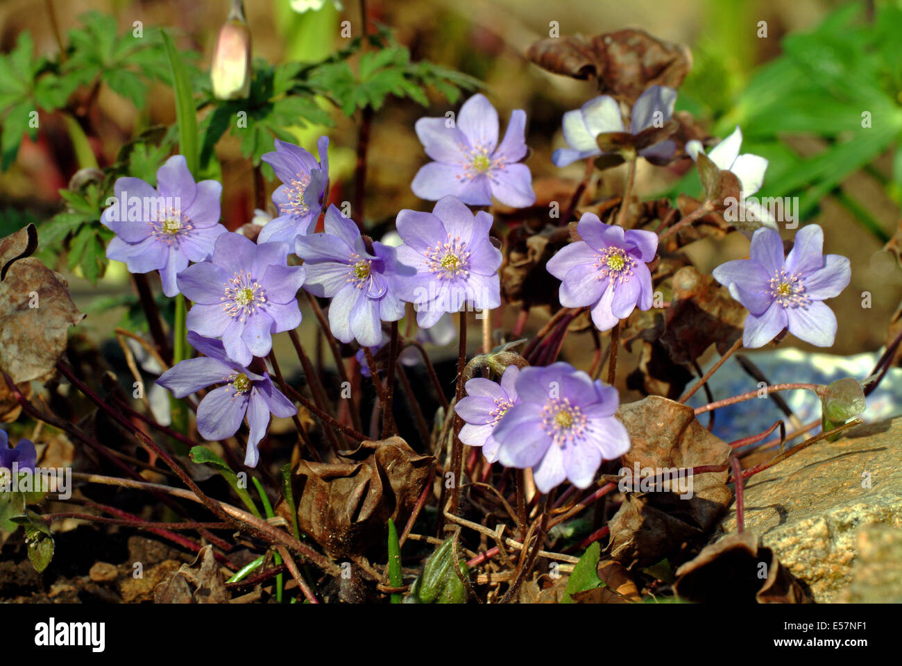 common hepatica, hepatica nobilis Stock Photo - Alamy