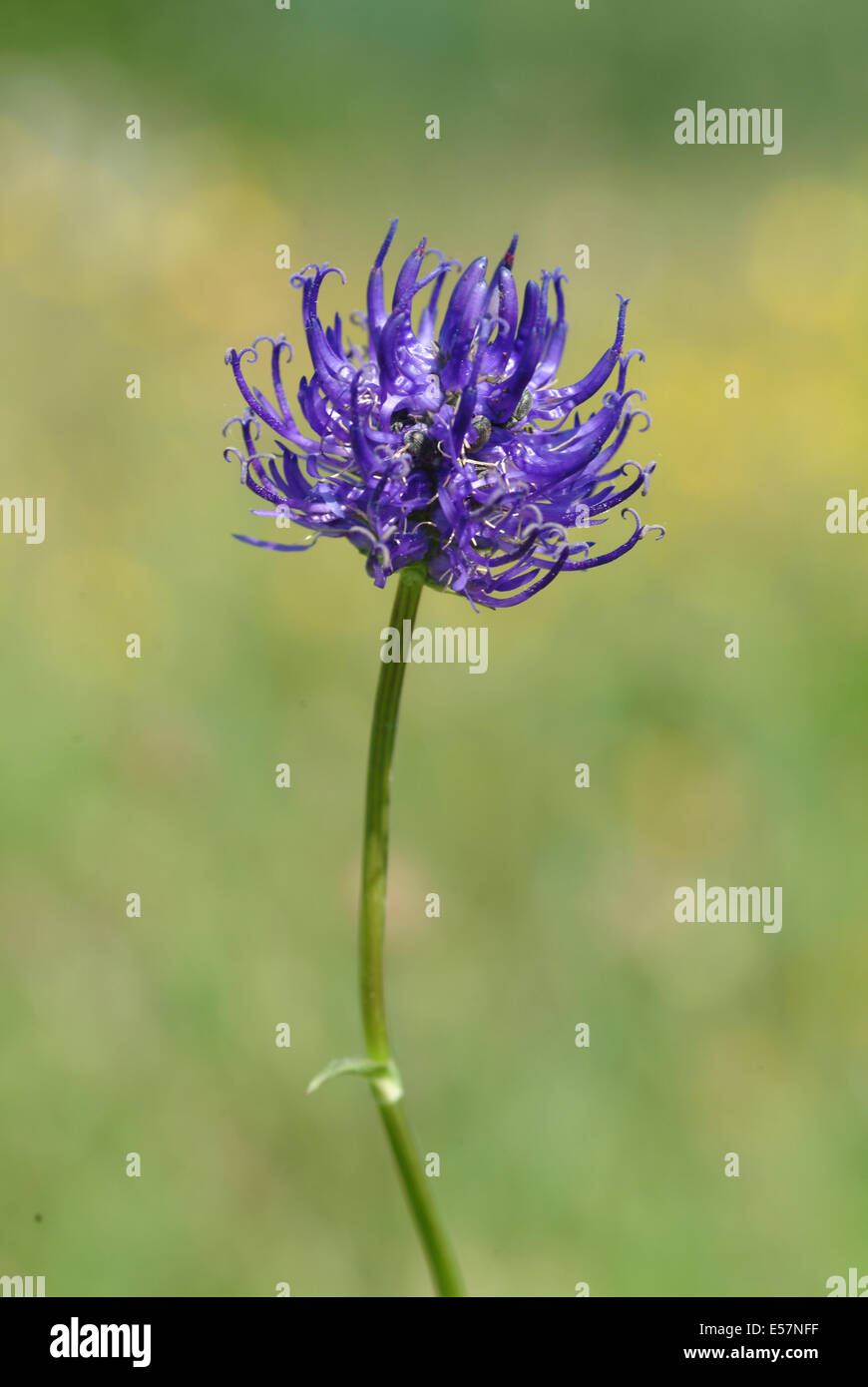 Lilac headed hi-res stock photography and images - Alamy