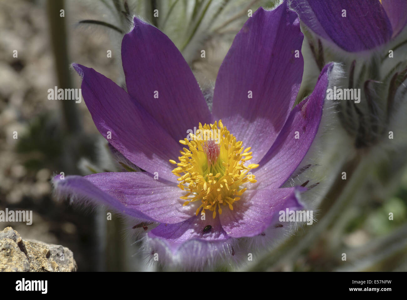 Halleri hi-res stock photography and images - Alamy