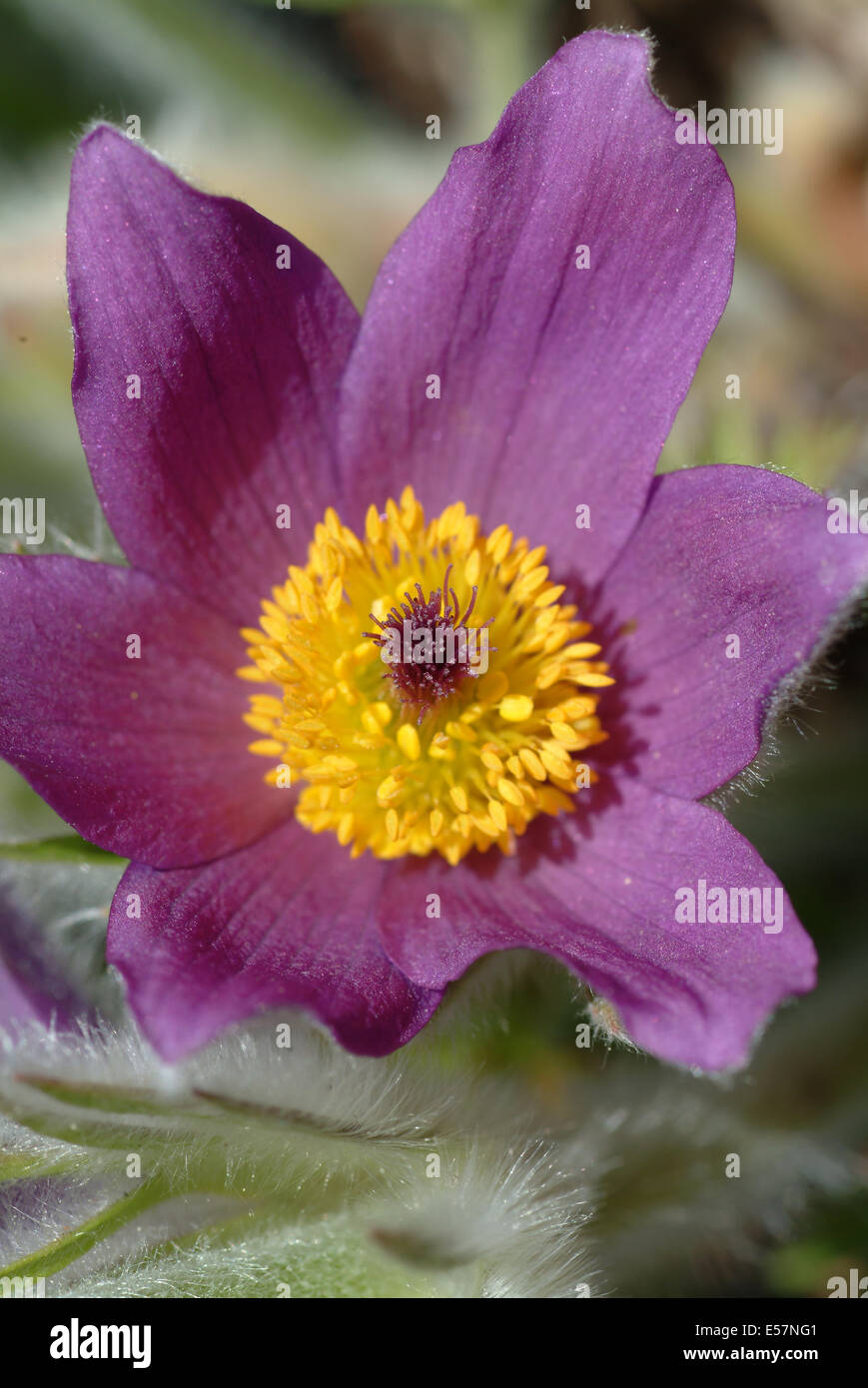 Halleri hi-res stock photography and images - Alamy