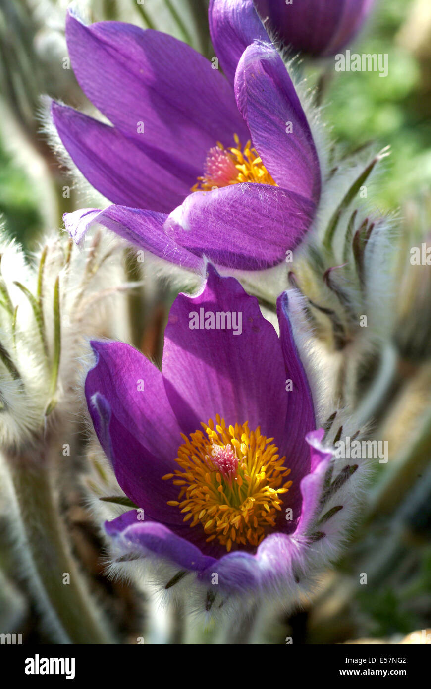 Halleri hi-res stock photography and images - Alamy