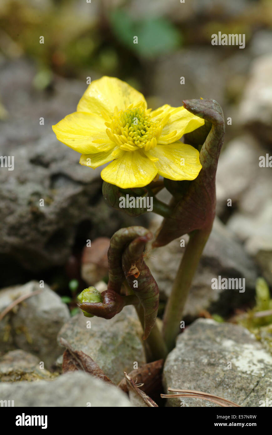 thora buttercup, ranunculus thora Stock Photo - Alamy