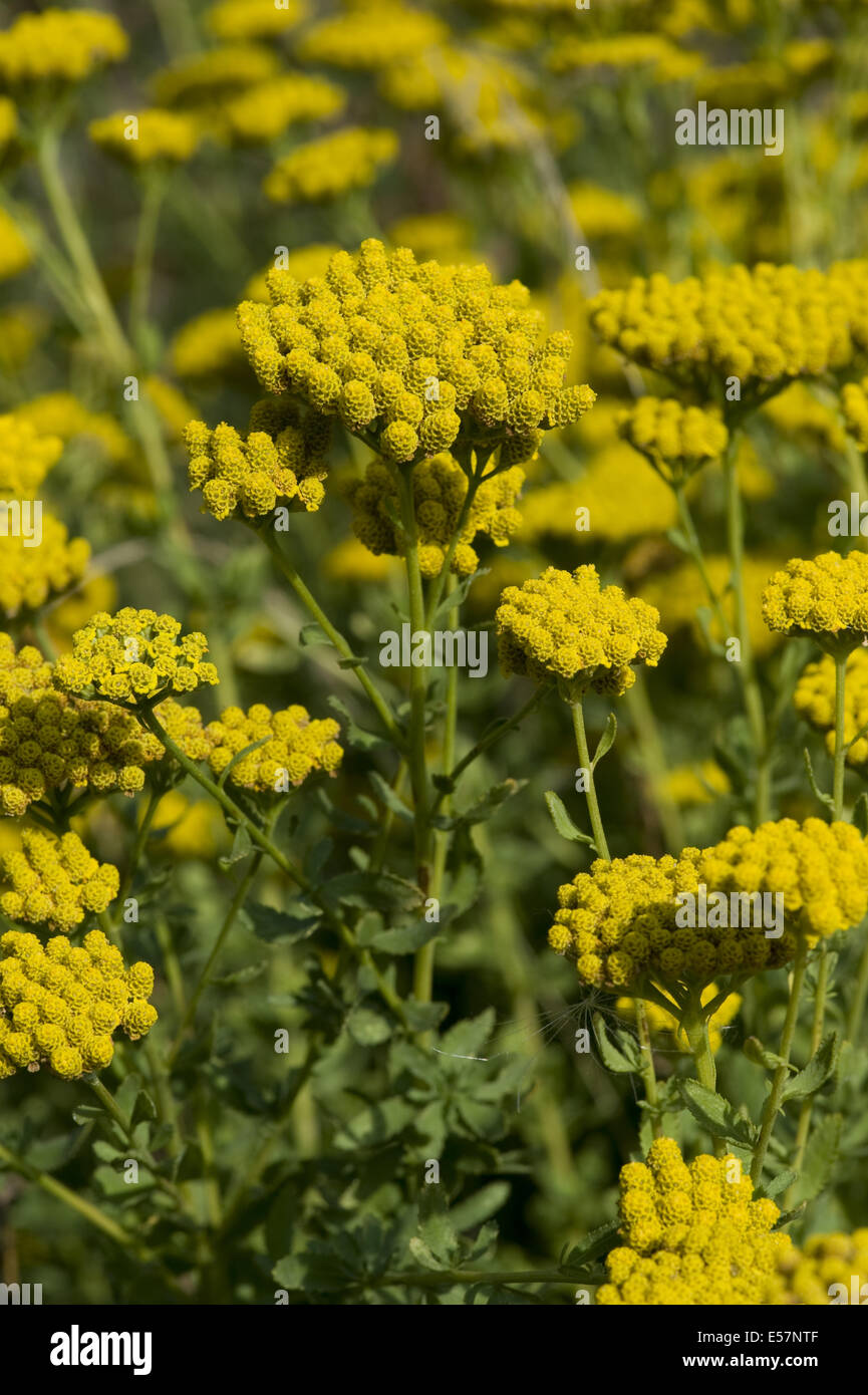 sweet yarrow, achillea ageratum Stock Photo - Alamy