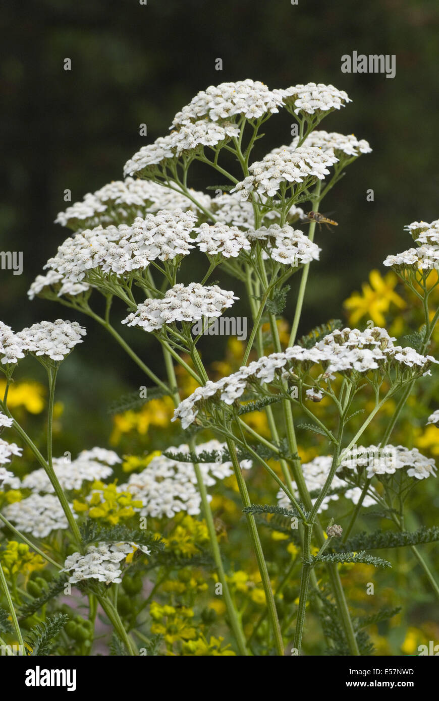 common yarrow, achillea millefolium Stock Photo - Alamy