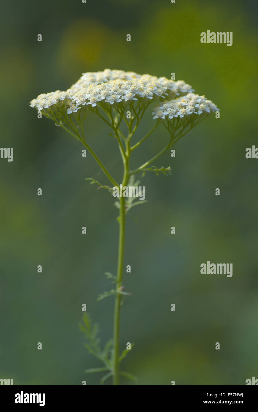 noble yarrow, achillea nobilis Stock Photo - Alamy