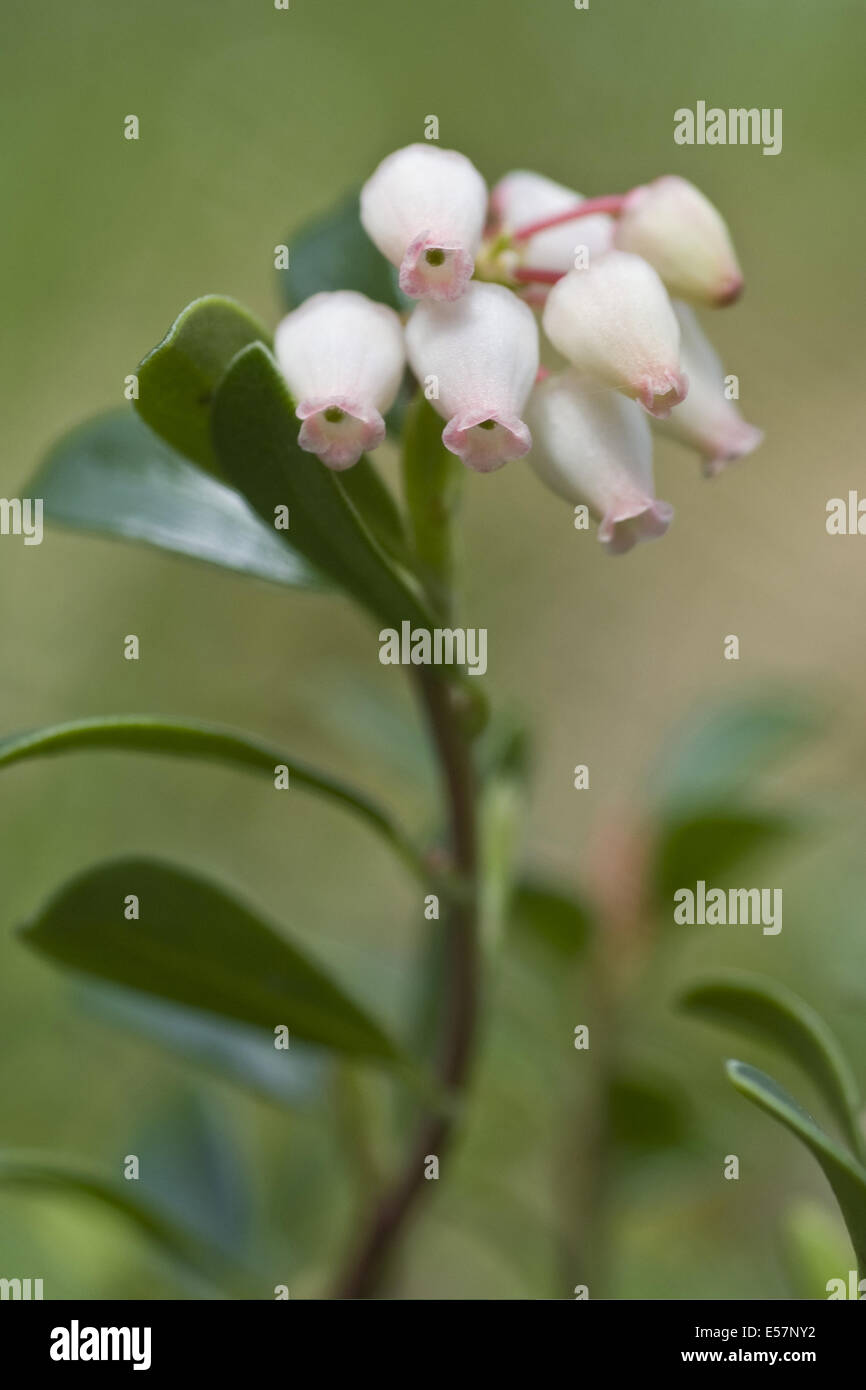 Andromeda hi-res stock photography and images - Alamy