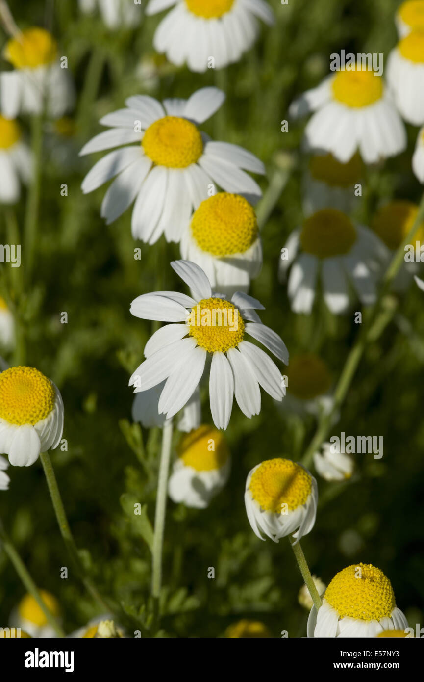 russian chamomile, anthemis ruthenica Stock Photo - Alamy
