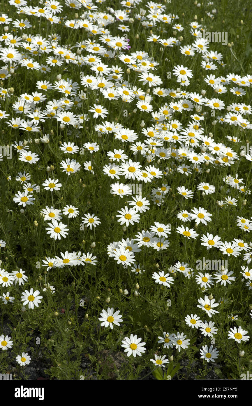 Russian chamomile hi-res stock photography and images - Alamy