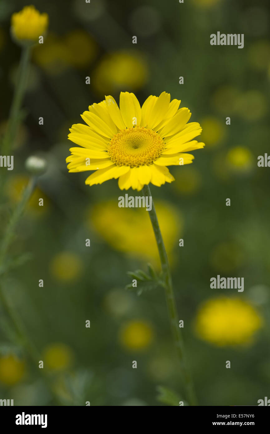 Oxeye chamomile hi-res stock photography and images - Alamy