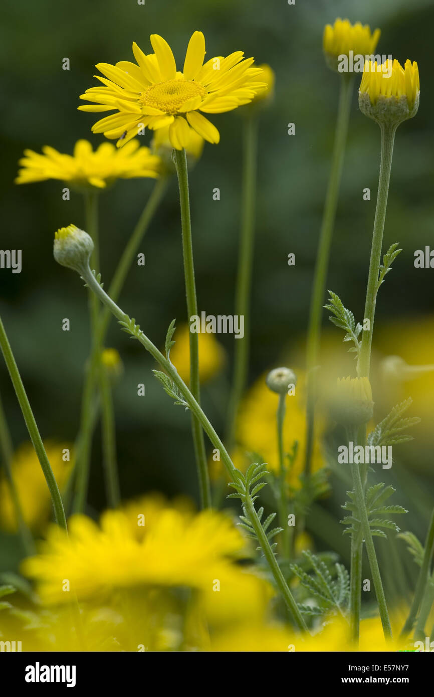 Anthemis tinctoria hi-res stock photography and images - Alamy