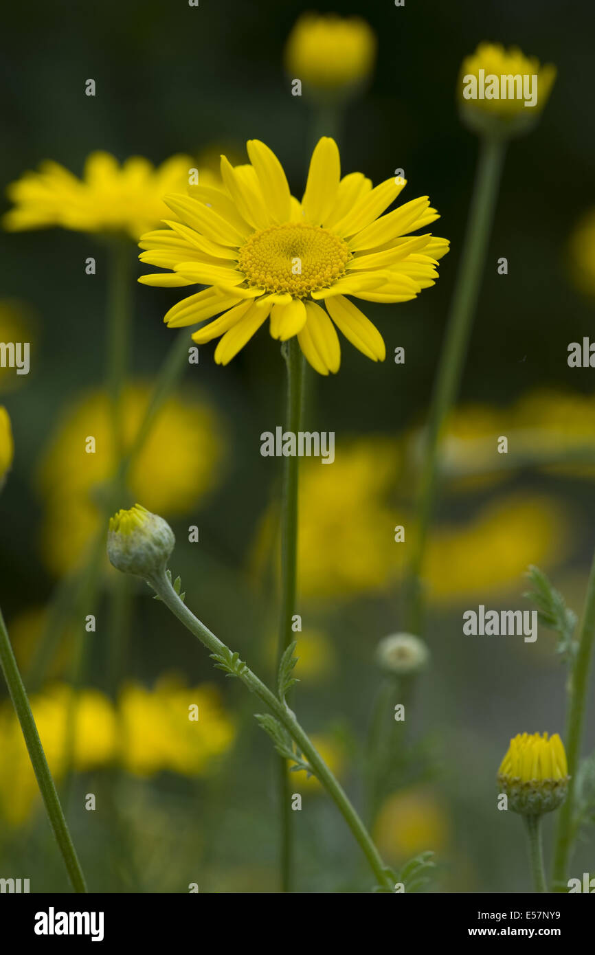 Yellow chamomile, Anthemis tinctoria Stock Photo - Alamy