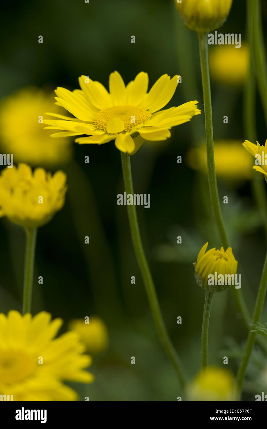 Yellow chamomile High Resolution Stock Photography and Images - Alamy