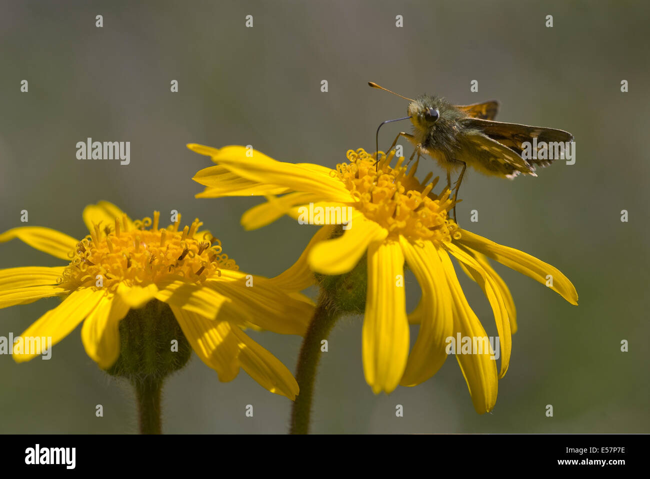 Montana insects hi-res stock photography and images - Alamy