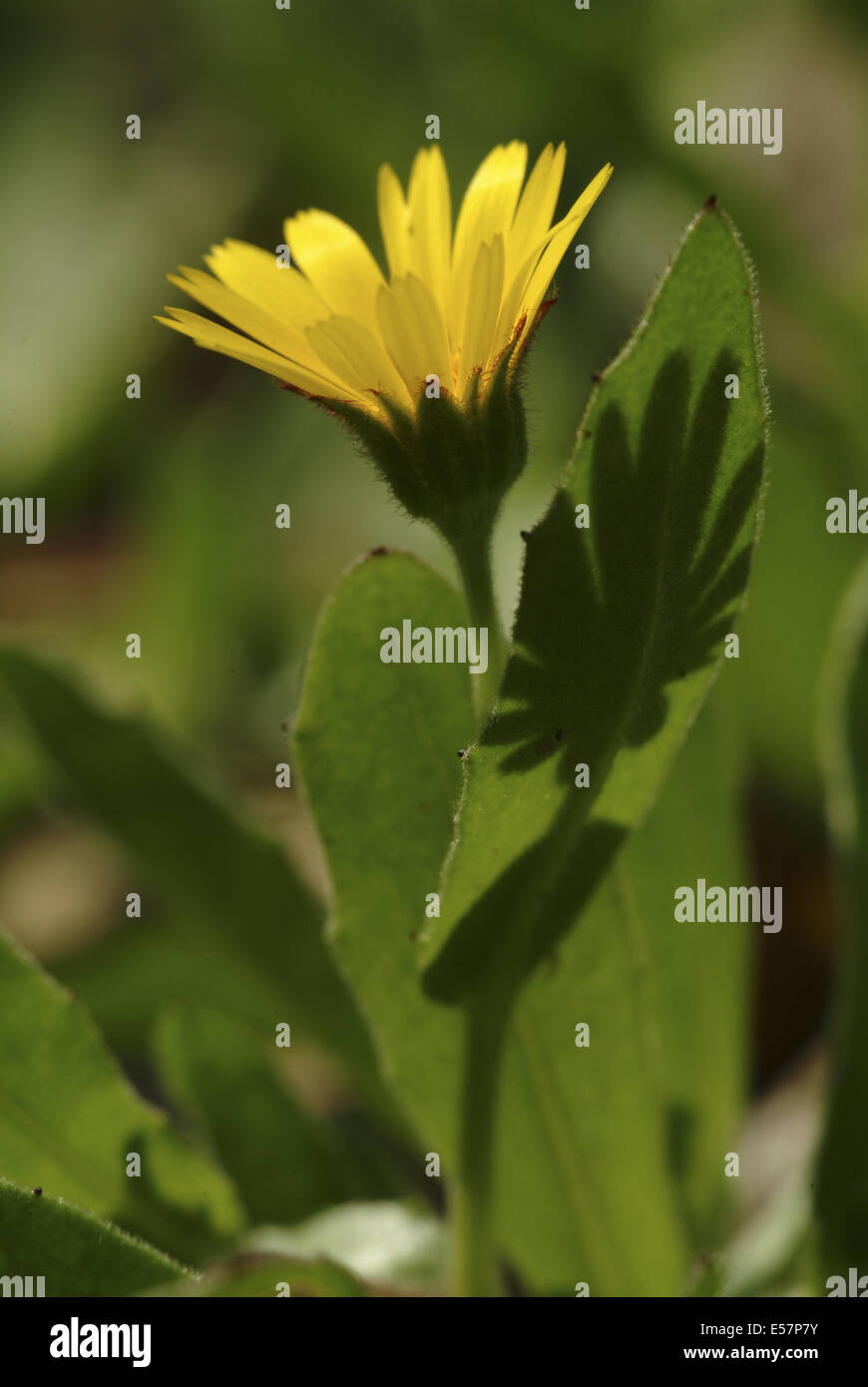 field marigold, calendula arvensis Stock Photo - Alamy