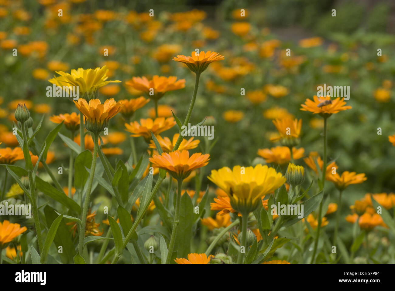 common marigold, calendula officinalis Stock Photo - Alamy