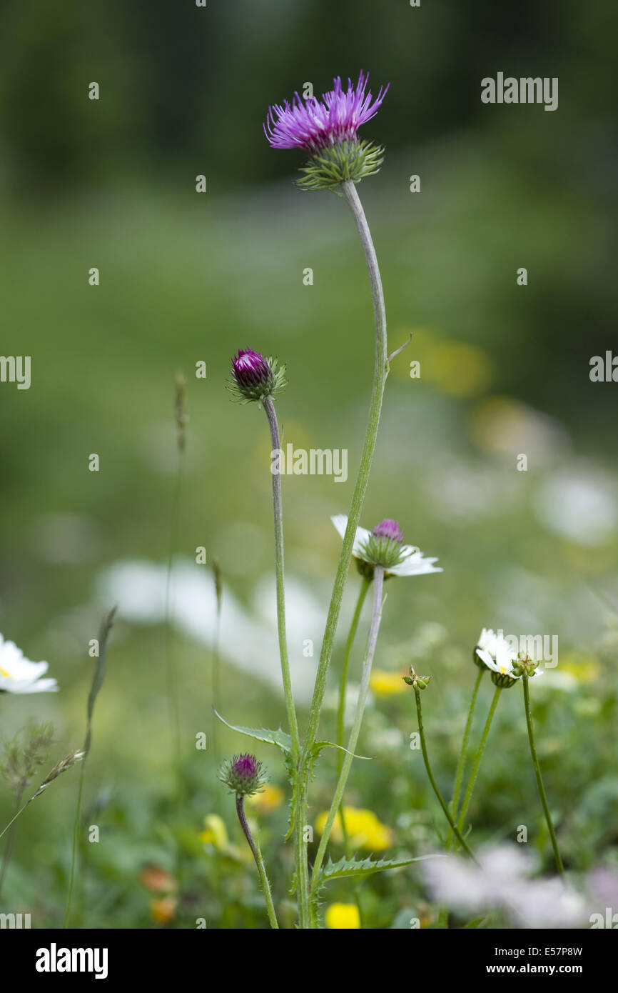 Alpine thistle hi-res stock photography and images - Alamy