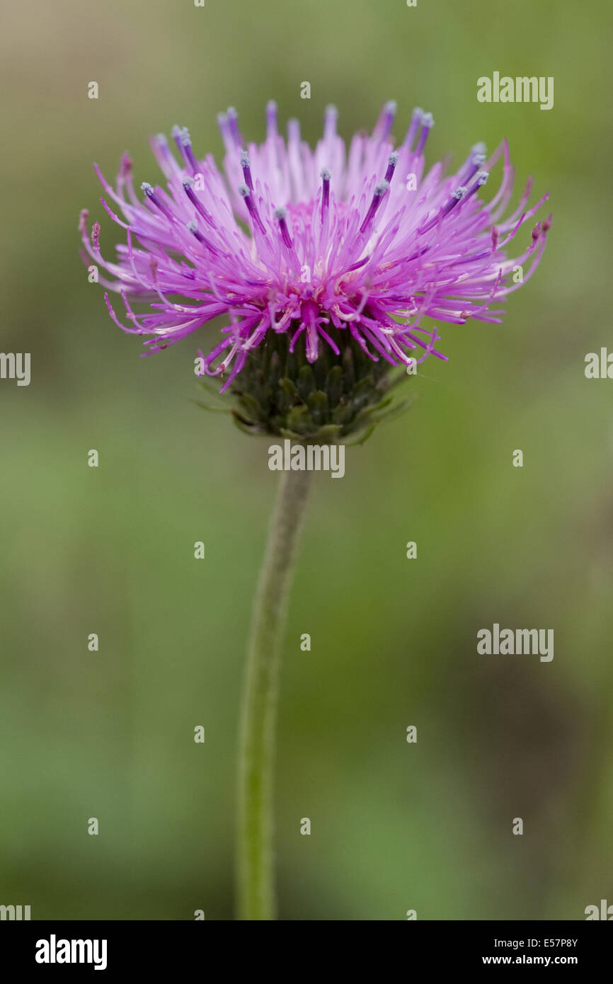 alpine thistle, carduus defloratus ssp. defloratus Stock Photo - Alamy
