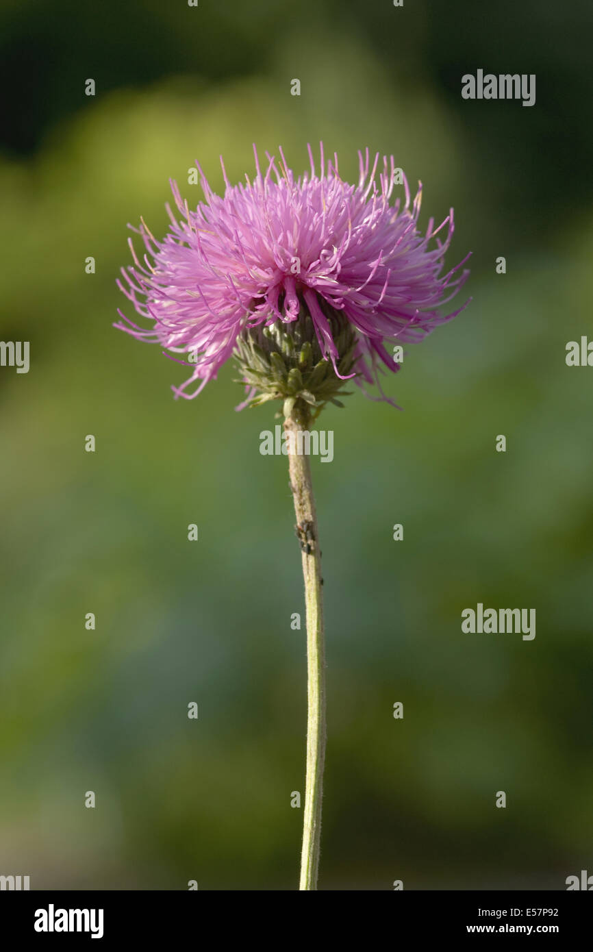 alpine thistle, carduus defloratus Stock Photo - Alamy