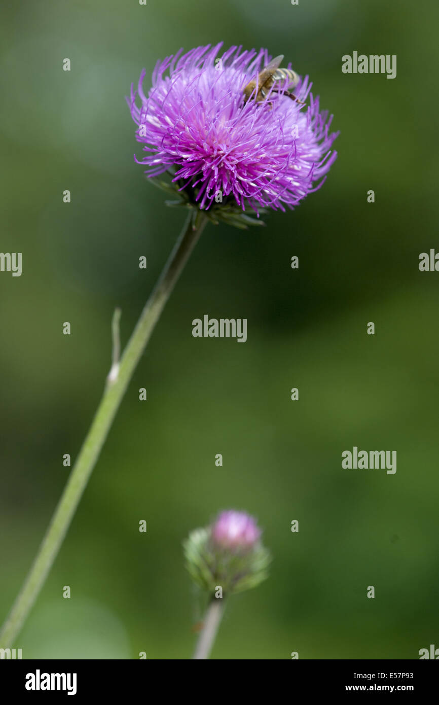 alpine thistle, carduus defloratus Stock Photo - Alamy