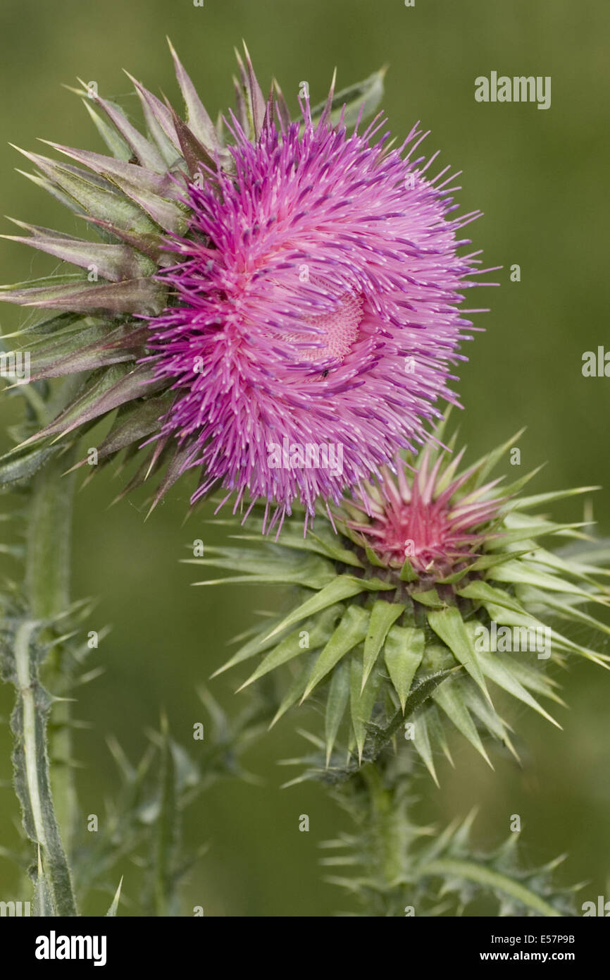 nodding thistle, carduus nutans ssp. nutans Stock Photo - Alamy