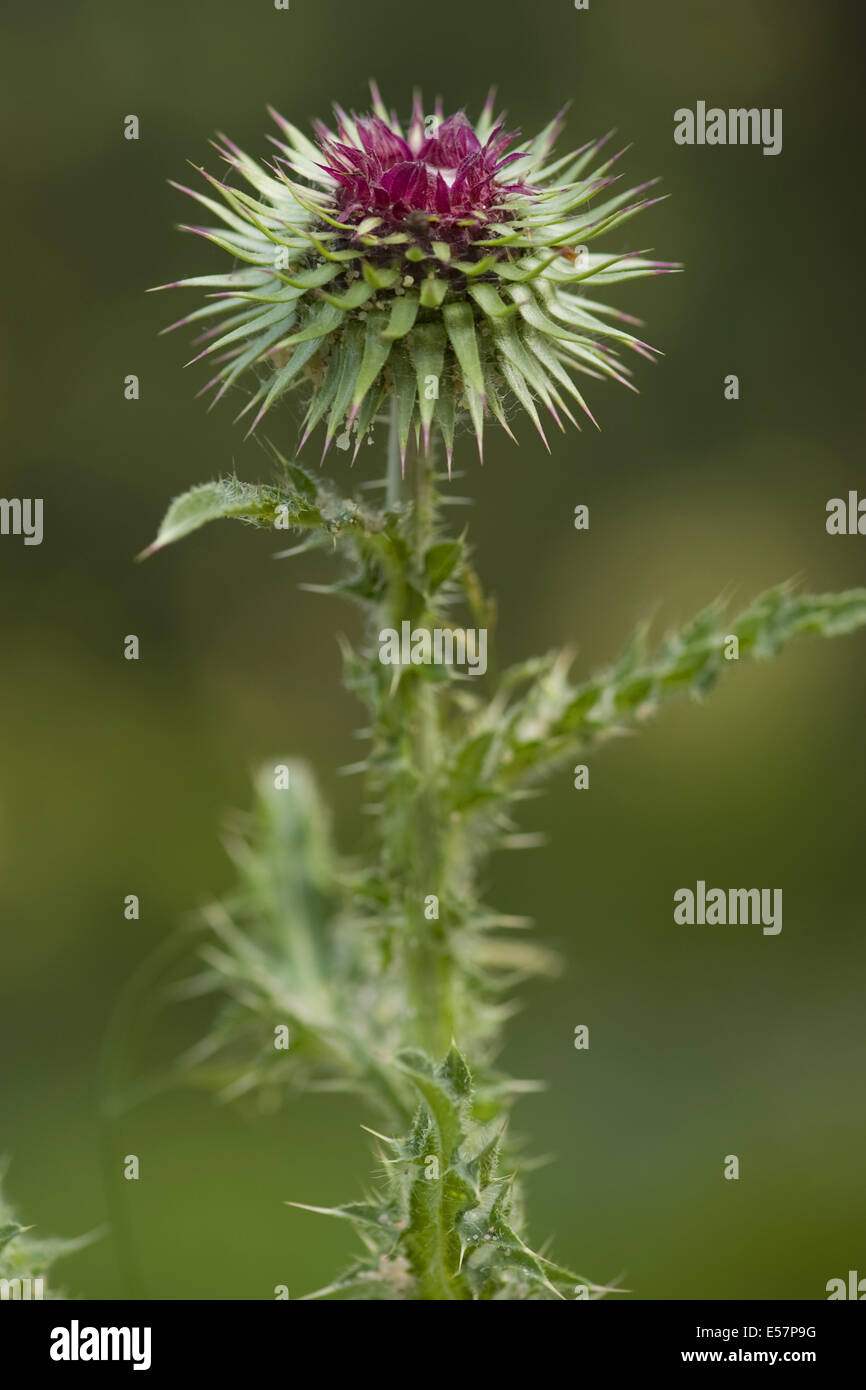 nodding thistle, carduus nutans Stock Photo - Alamy
