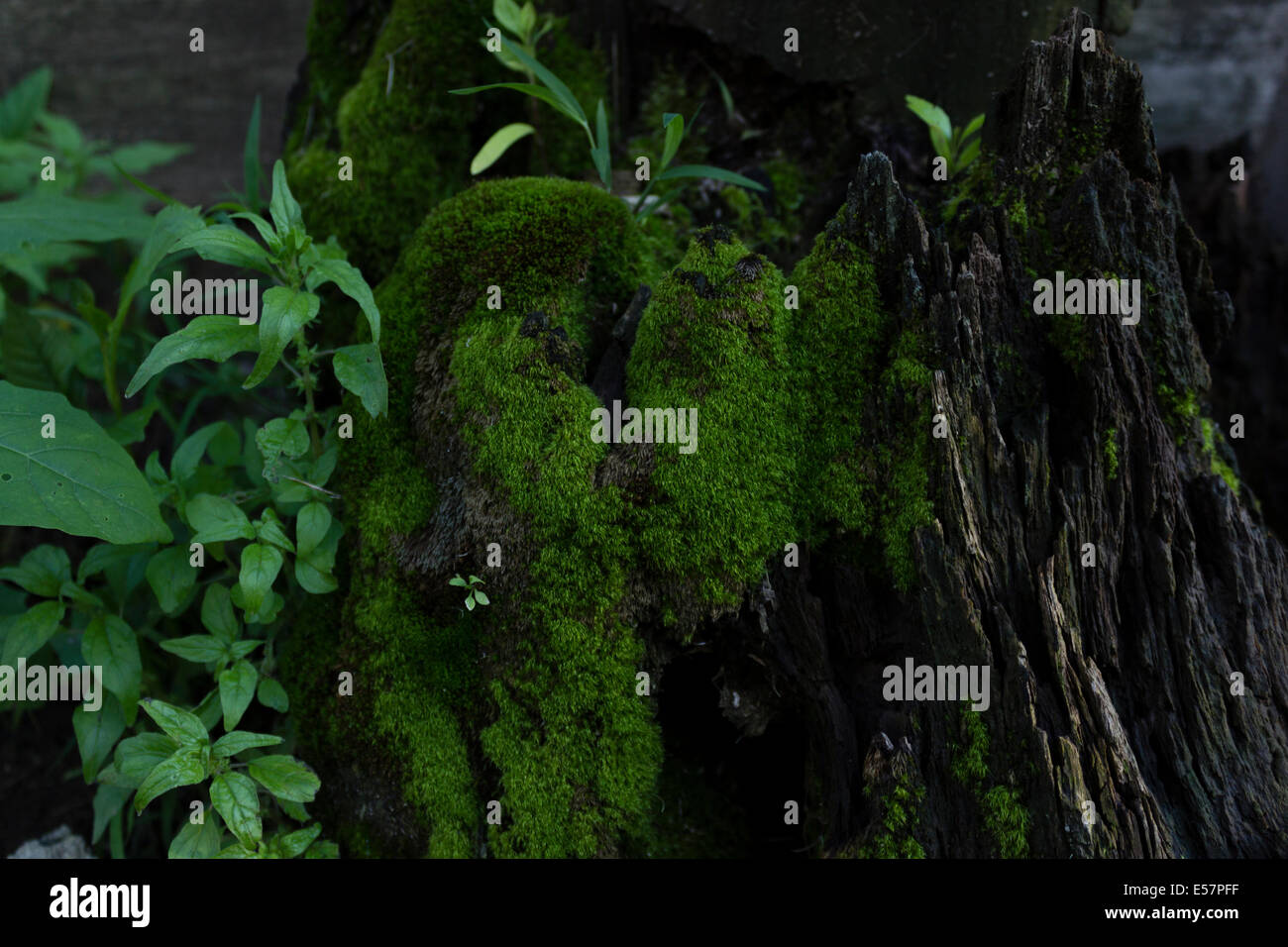 A mossy stump Stock Photo - Alamy