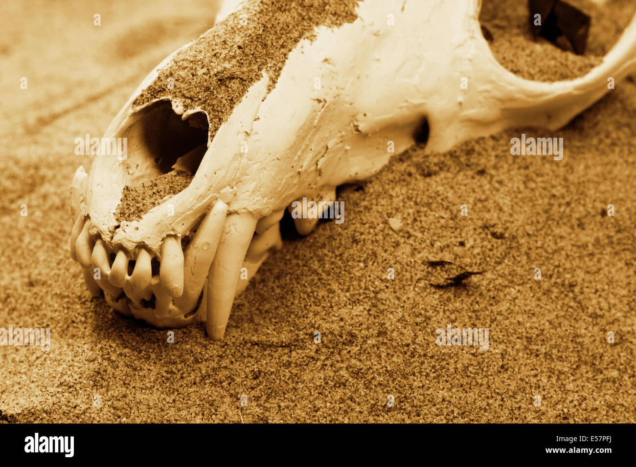 Fox skull hi-res stock photography and images - Alamy