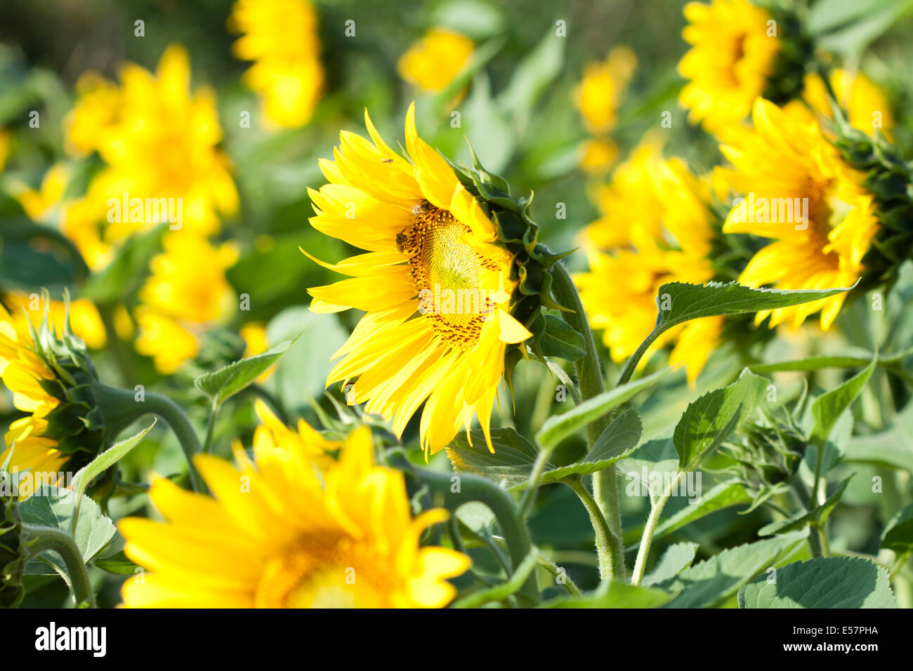 Vintage photo of blooming sunflower field Stock Photo - Alamy