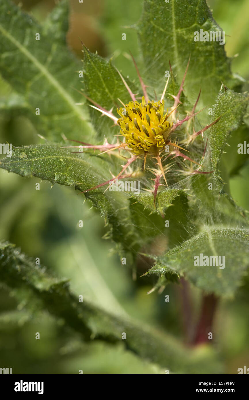 st. benedict's thistle, centaurea benedicta Stock Photo - Alamy