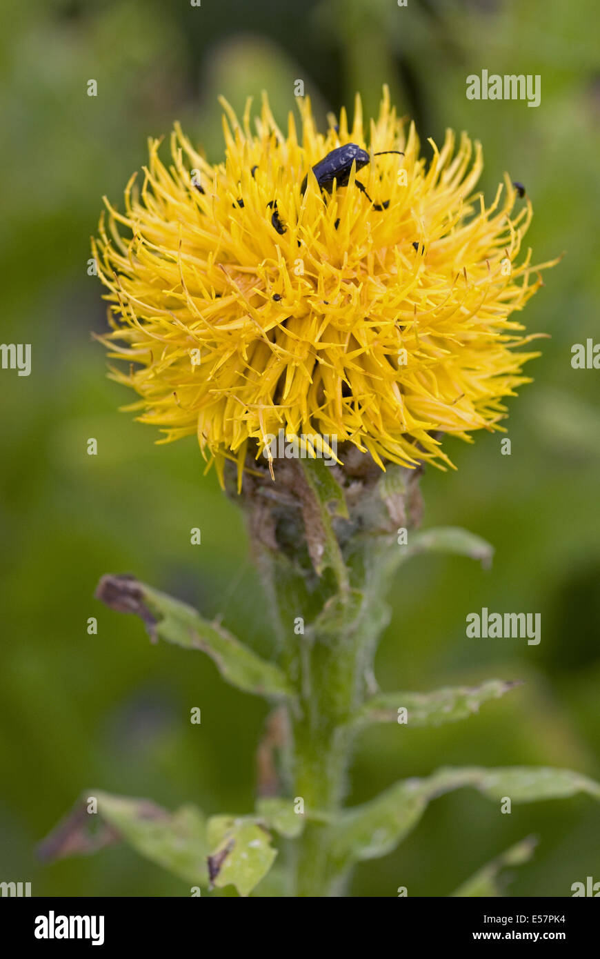 Centaurea knapweeds hi-res stock photography and images - Alamy
