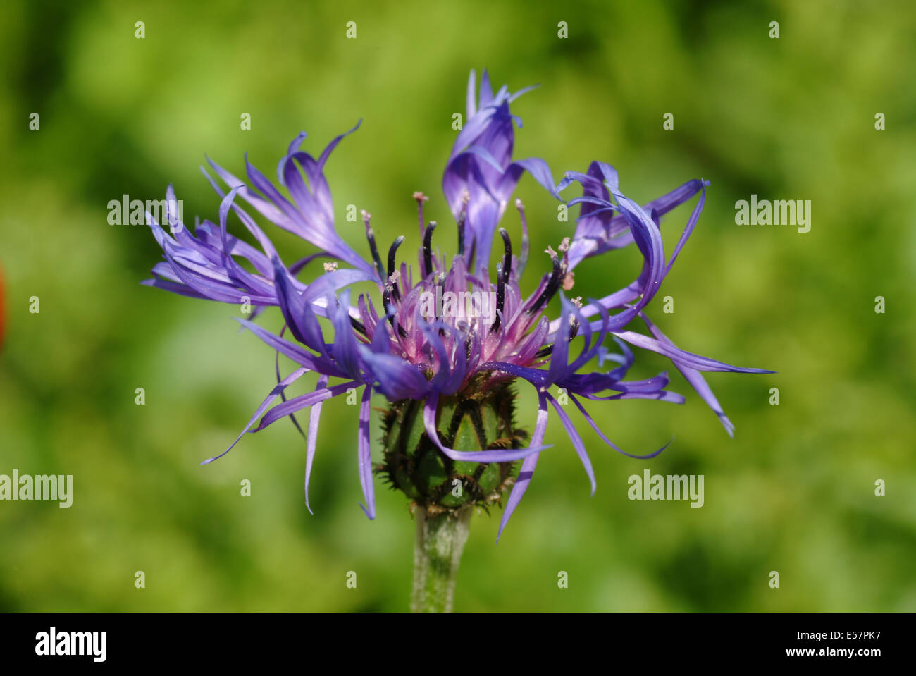 Centaurea montana purple hi-res stock photography and images - Alamy