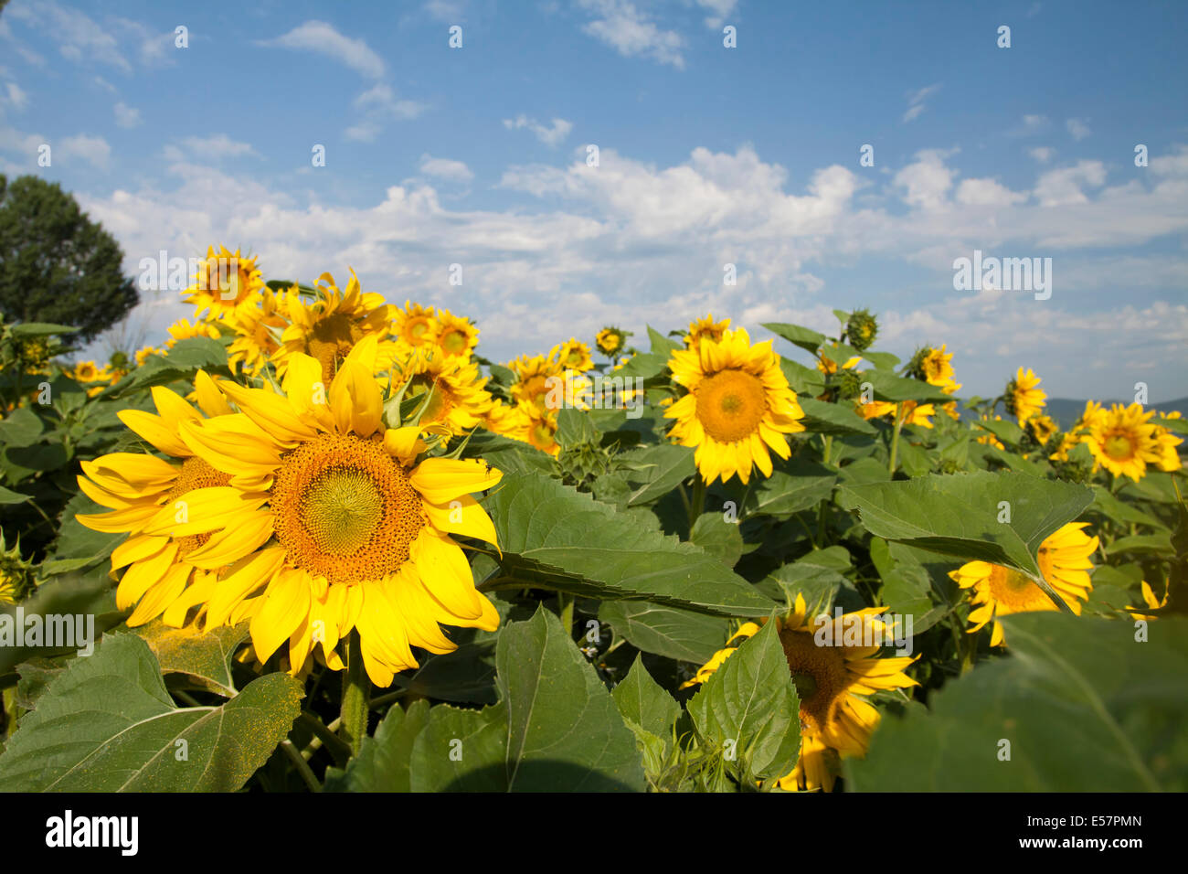 Vintage photo of blooming sunflower field Stock Photo - Alamy