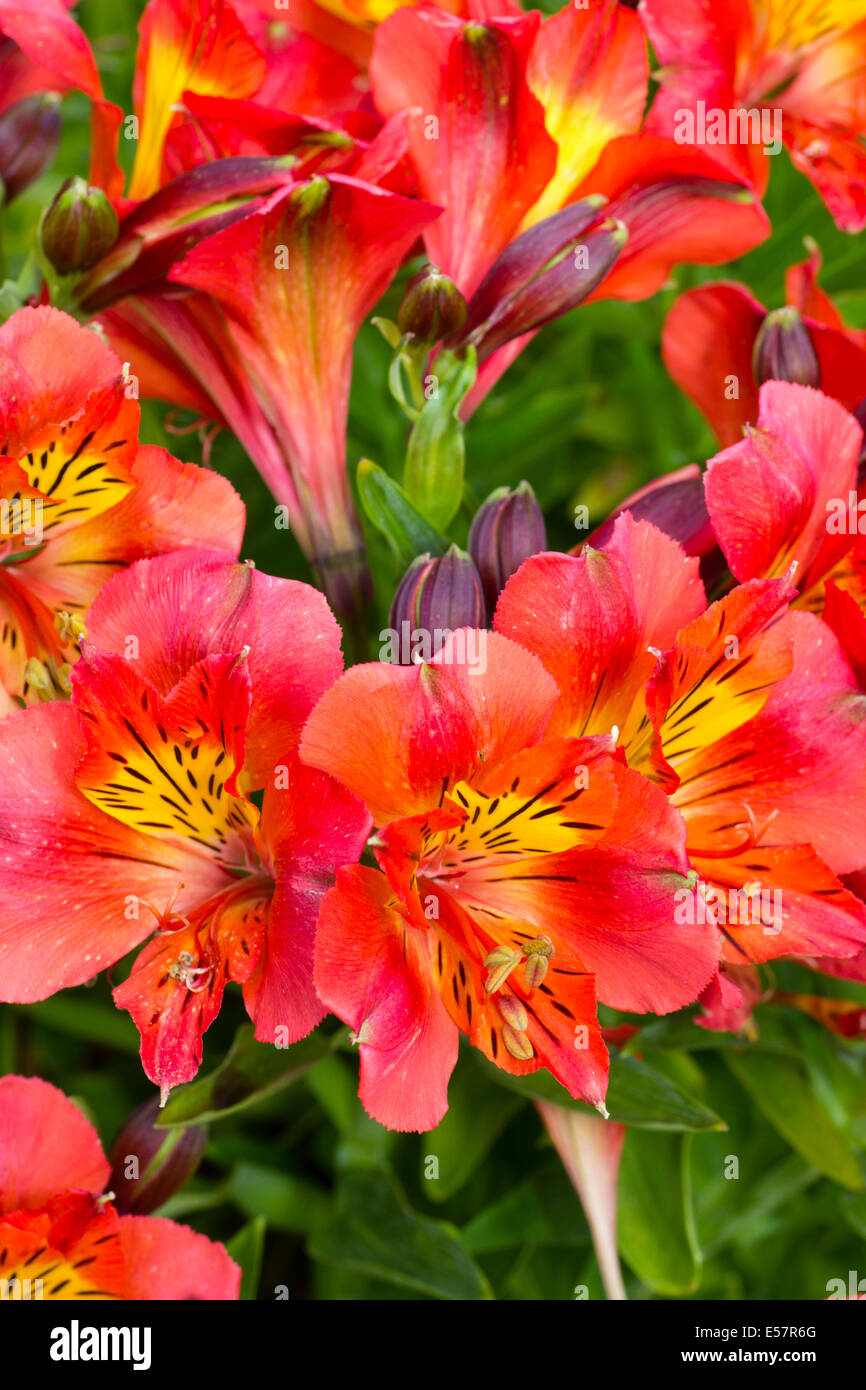 Bright flowers of Alstroemeria 'Princess Isabella' Stock Photo - Alamy