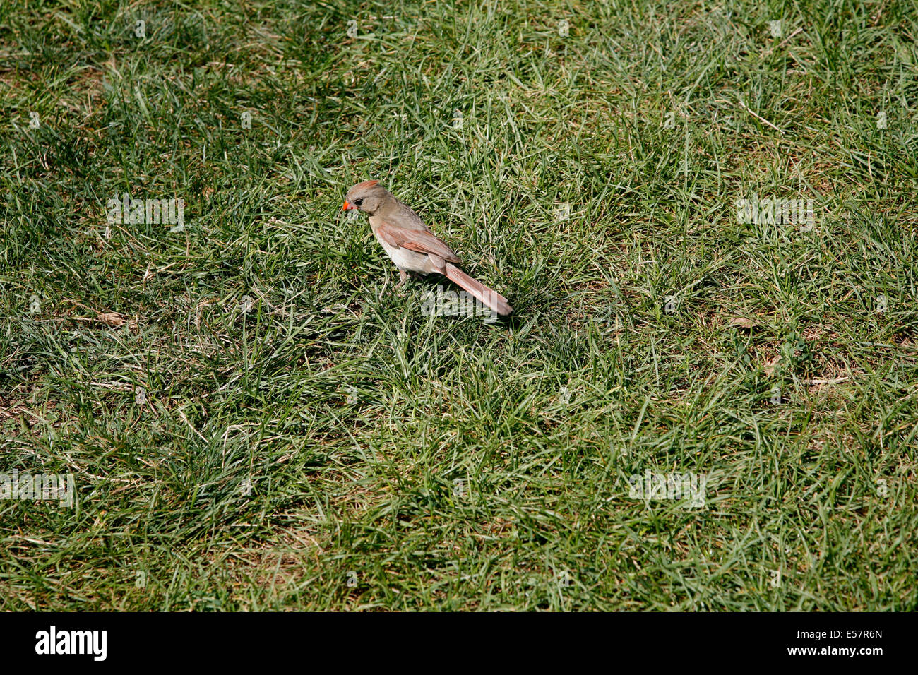 Female Cardinal grows to 8-9 inches, buff brown with tinges of red on ...