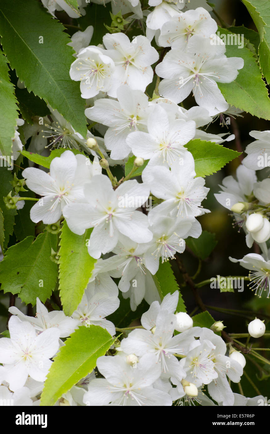 Hoheria hi-res stock photography and images - Alamy