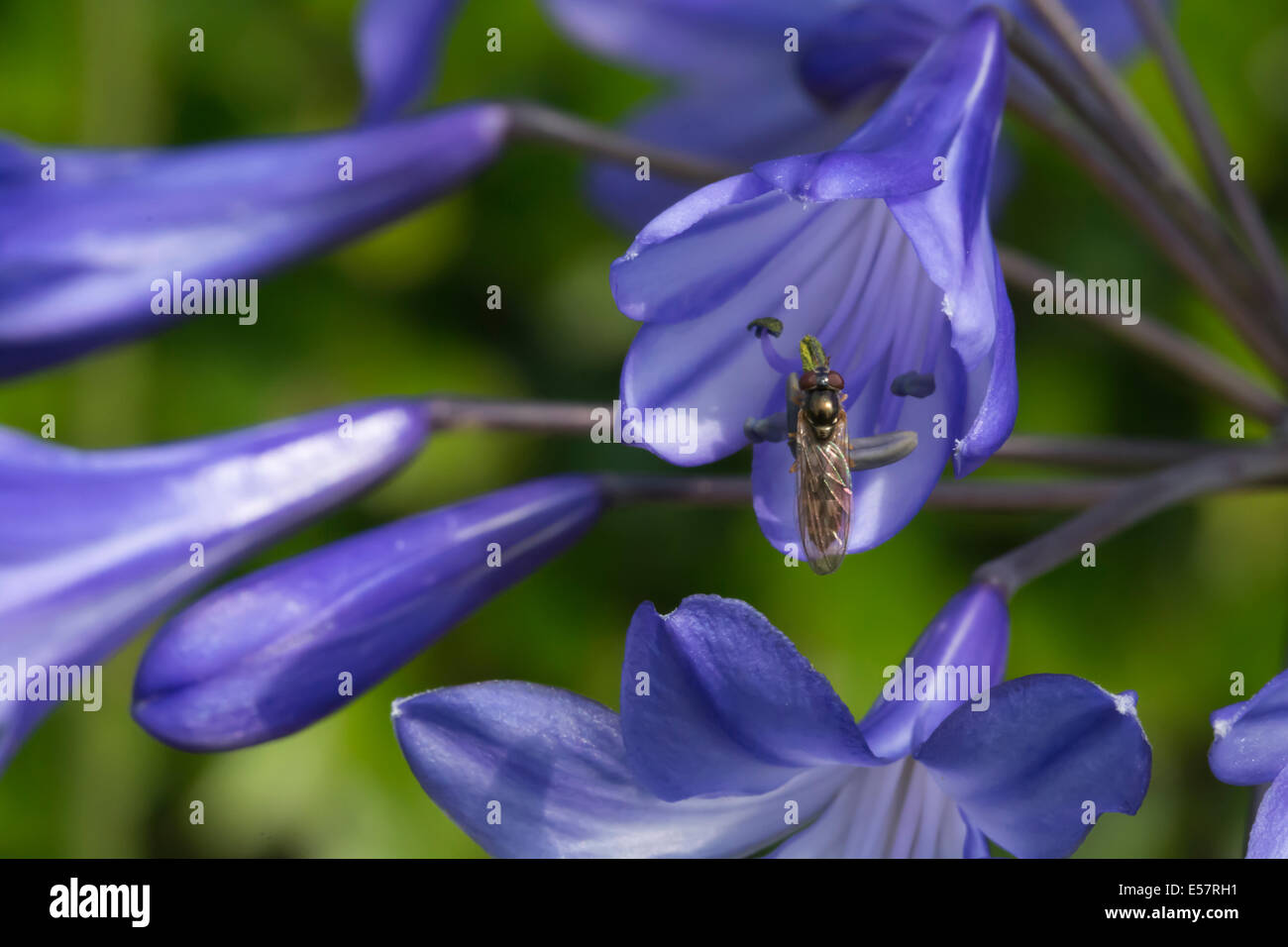 Hoverfly, Scaeva pyrastri, feeding on blue flower with green natural ...