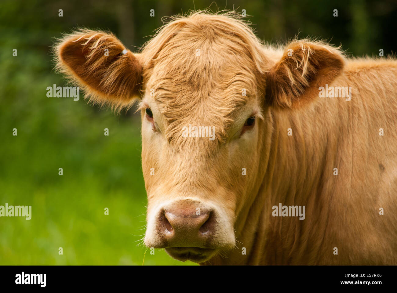 Brown cow face hi-res stock photography and images - Alamy