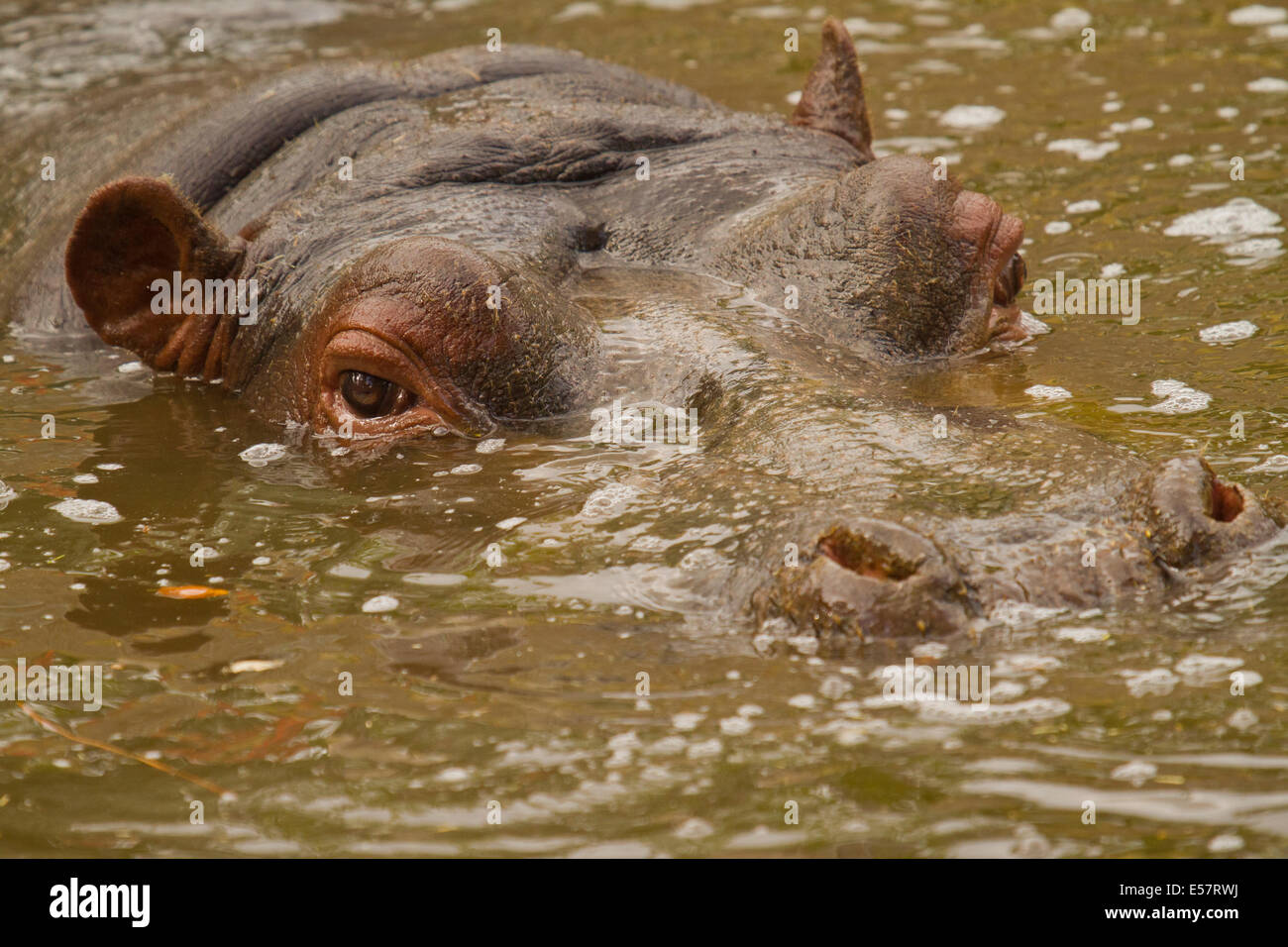 Hippo face portrait Stock Photo - Alamy