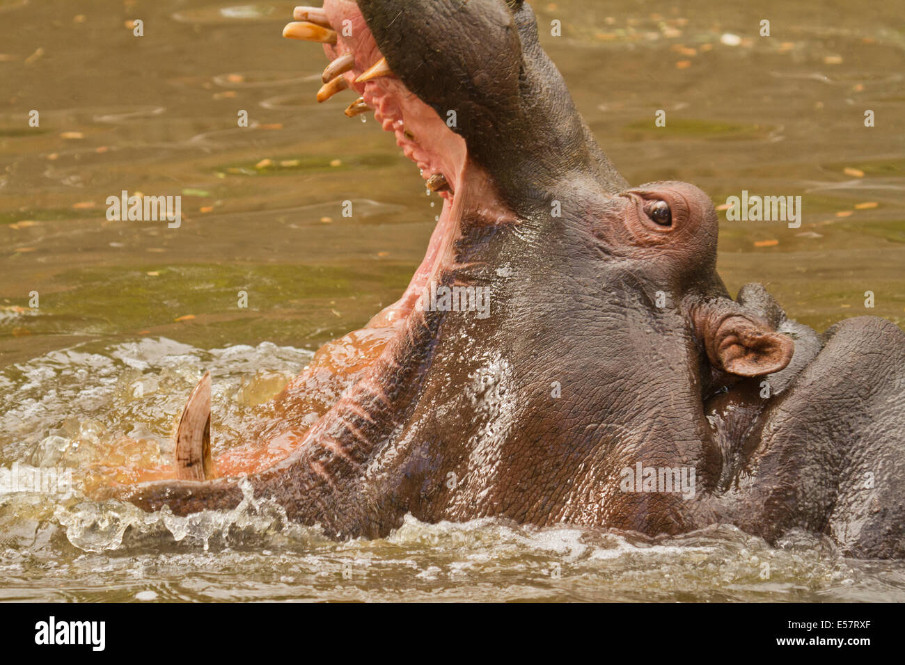 Angry hippo with open mouth Stock Photo - Alamy