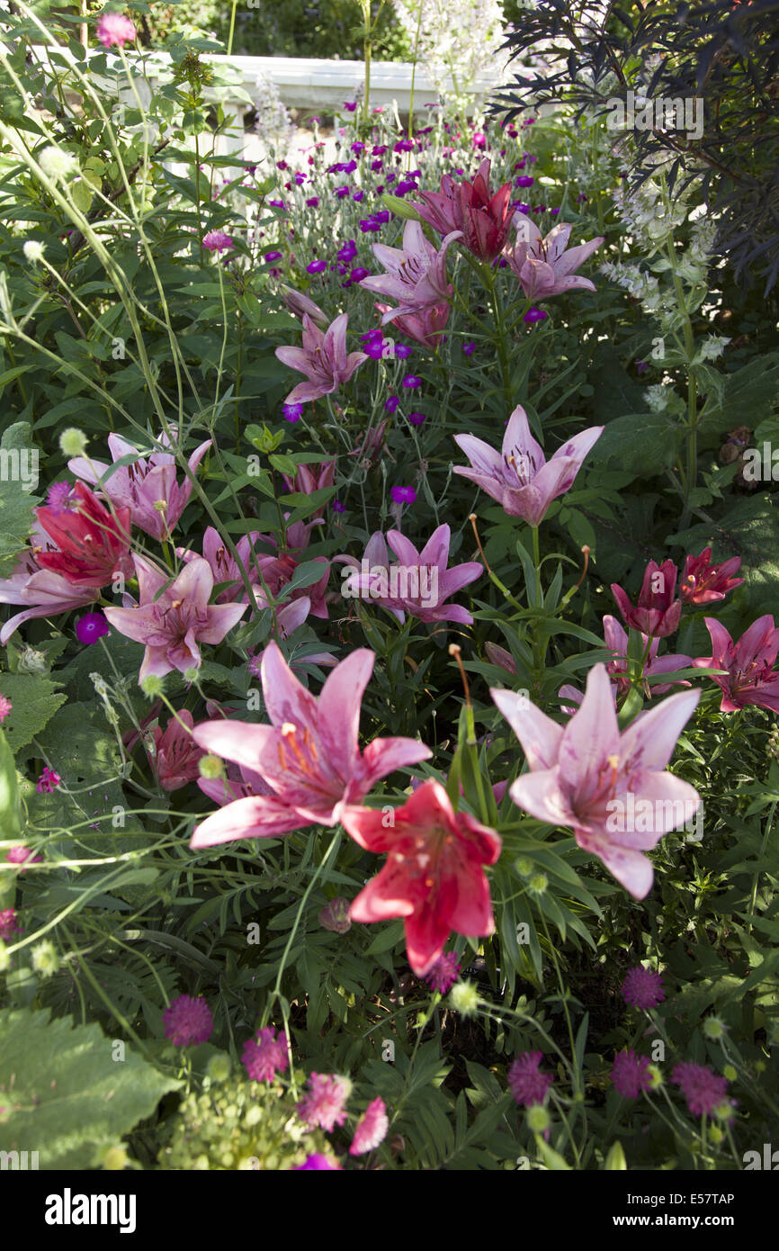 Asian Lilies in bloom, Brooklyn Botanic Garden, Brooklyn, NY Stock ...