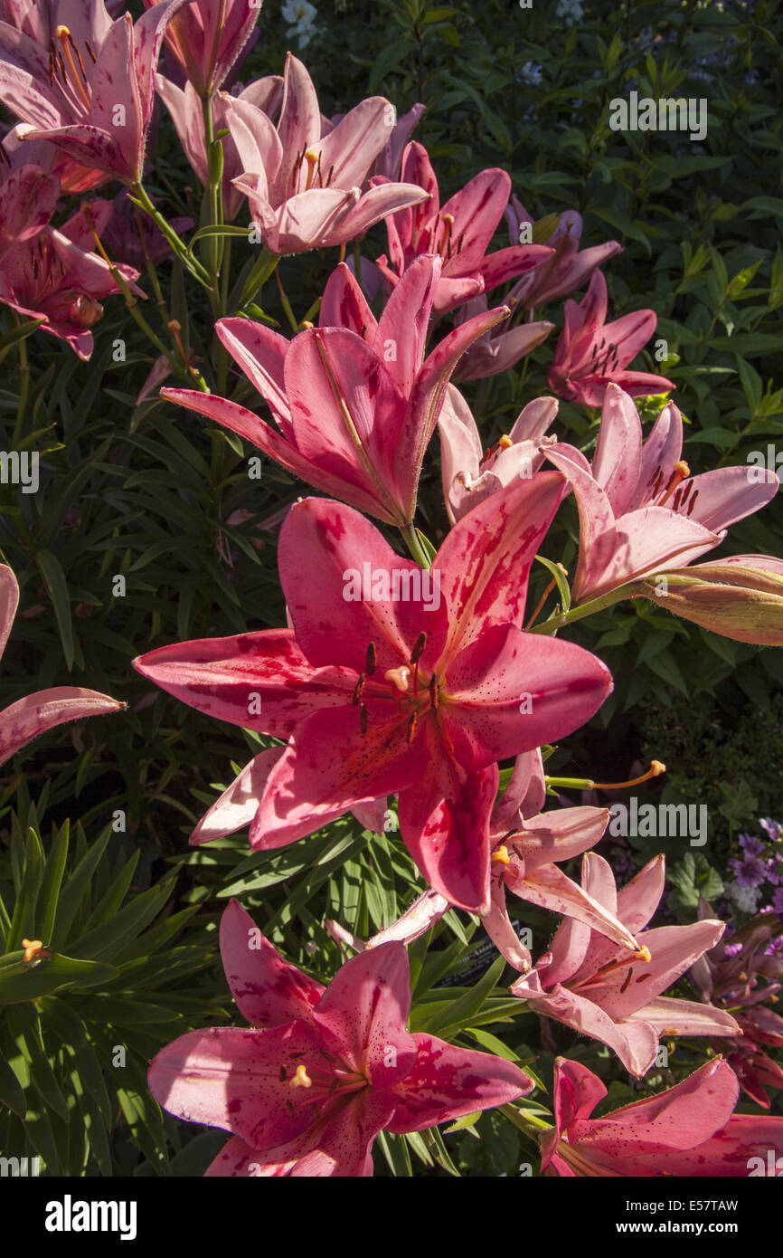 Asian Lilies in bloom, Brooklyn Botanic Garden, Brooklyn, NY Stock ...