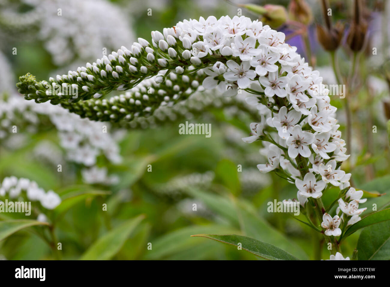 Crooked flower spikes of Lysimachia clethroides, a cottage garden plant ...